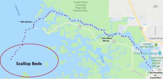 The Crystal River - Scalloping and Swimming With Manatees