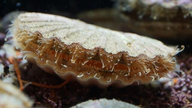 2025 Scalloping In Florida - The Complete Guide & Maps! - Brit On The Move™