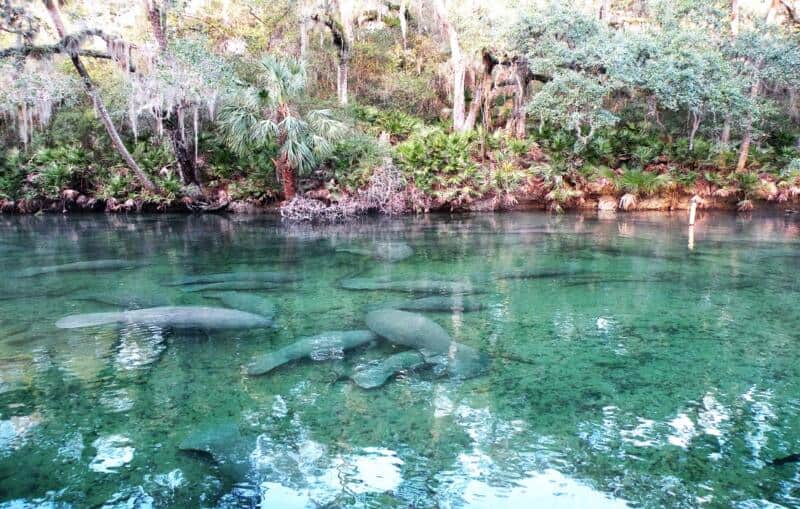 The Native's Guide To Blue Spring In Florida - Brit On The Move™