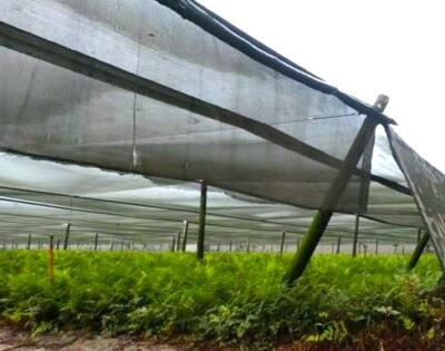 Pierson Florida - The Untouched Countryside Of Florida