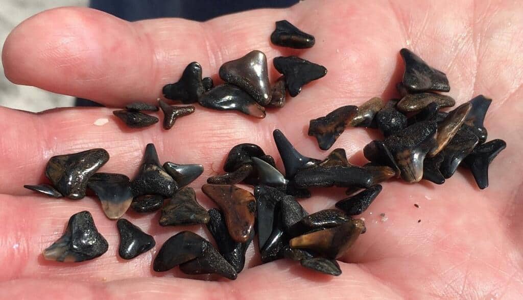 The Best Shark Tooth Beaches In Florida - Brit On The Move™