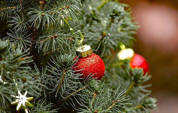 25 Of The Best Christmas Tree Farms In Florida