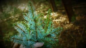 25 Of The Best Christmas Tree Farms In Florida - Brit On The Move™