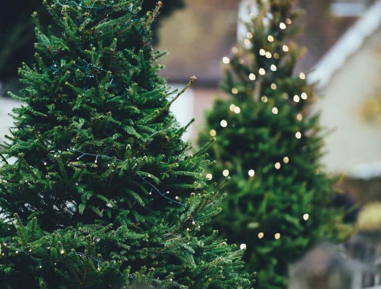25 Of The Best Christmas Tree Farms In Florida - Brit On The Move™