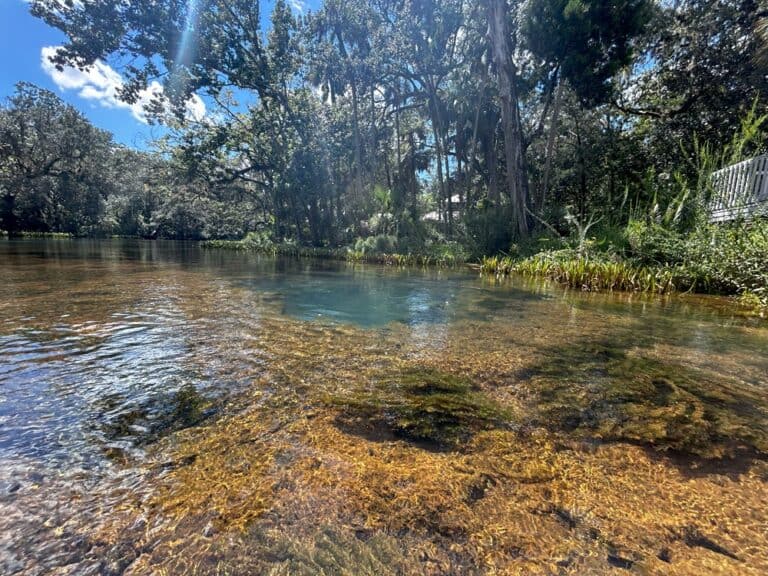 Crab Creek Spring On The Chassahowitzka River: A Hidden Gem for Nature ...