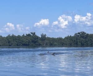 Explore Ozello Florida: One Of Florida's Last "Channel-Less" Coastal ...